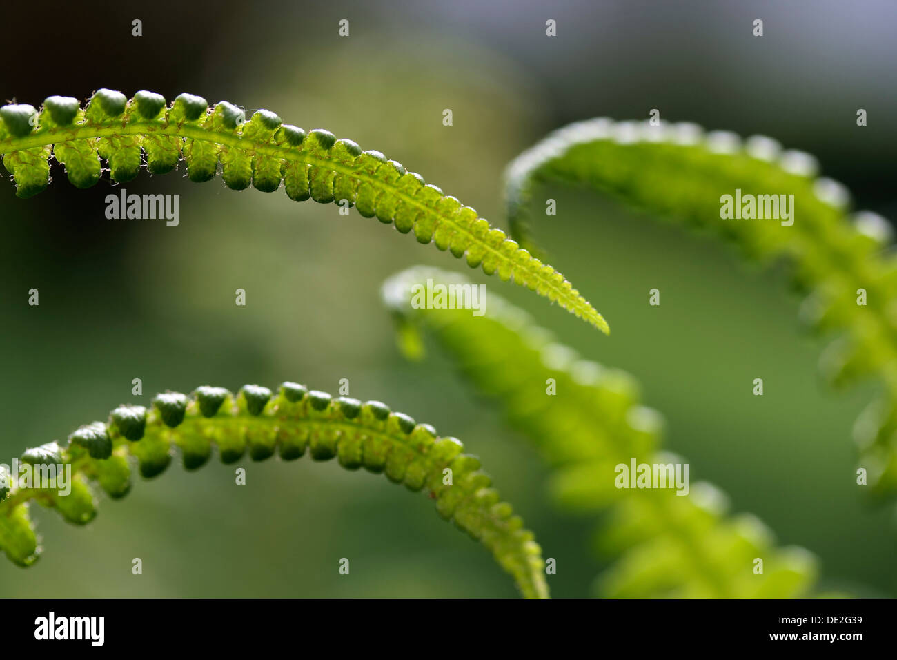 Details of fronds Stock Photo - Alamy