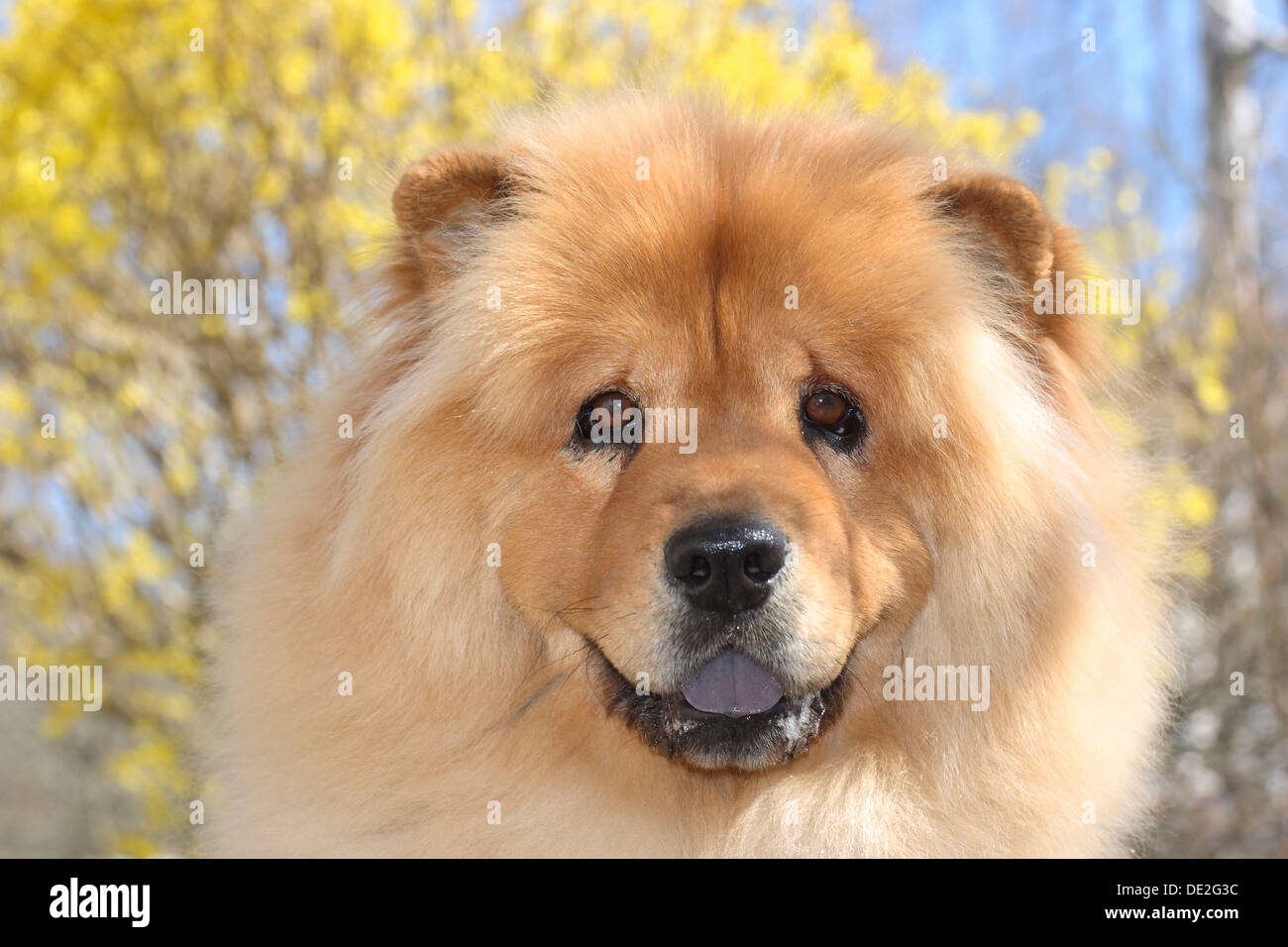 Chow chow dog hi-res stock photography and images - Alamy