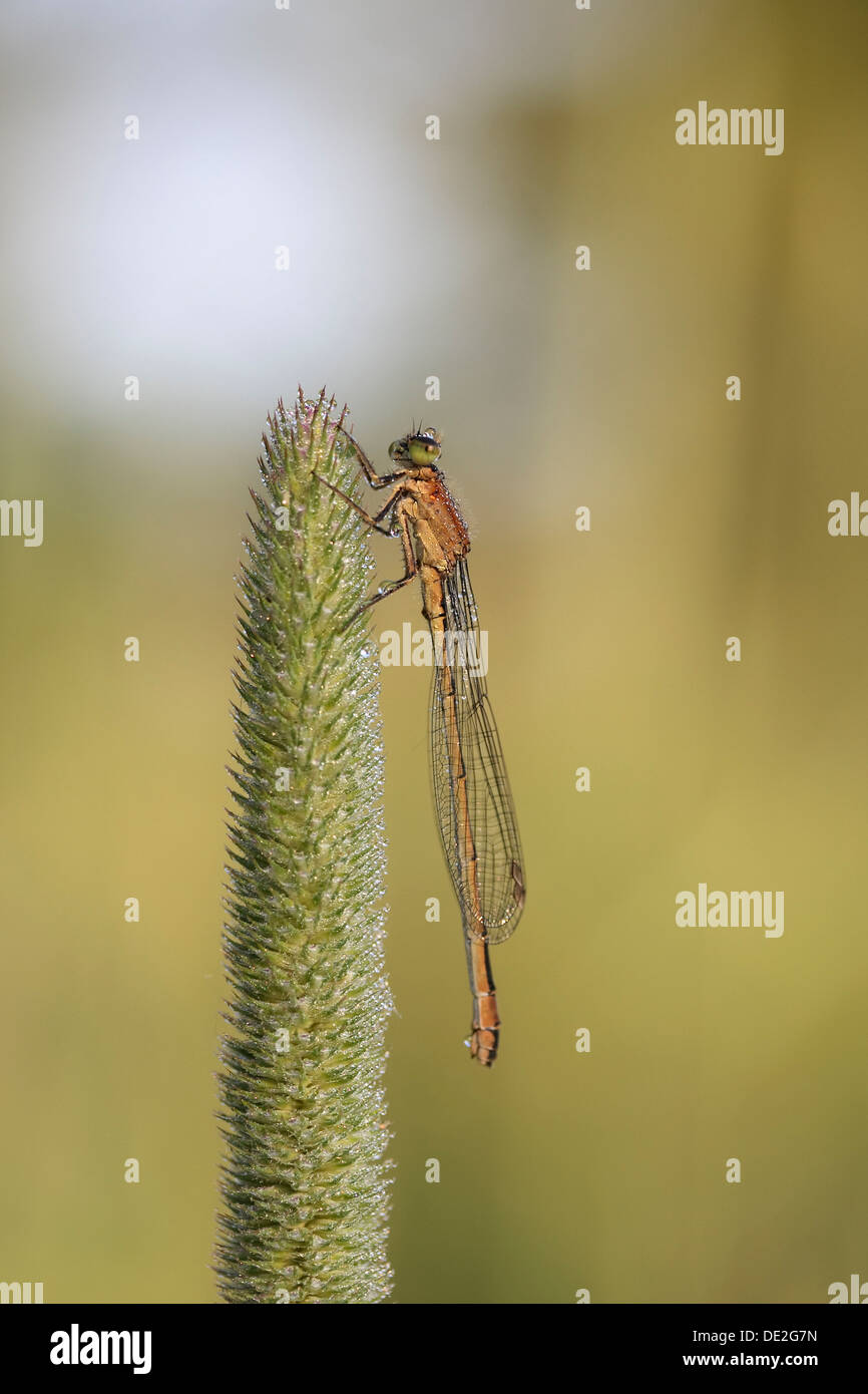 Damselflies zygoptera odonata insect arthropoda hi-res stock photography and images - Alamy