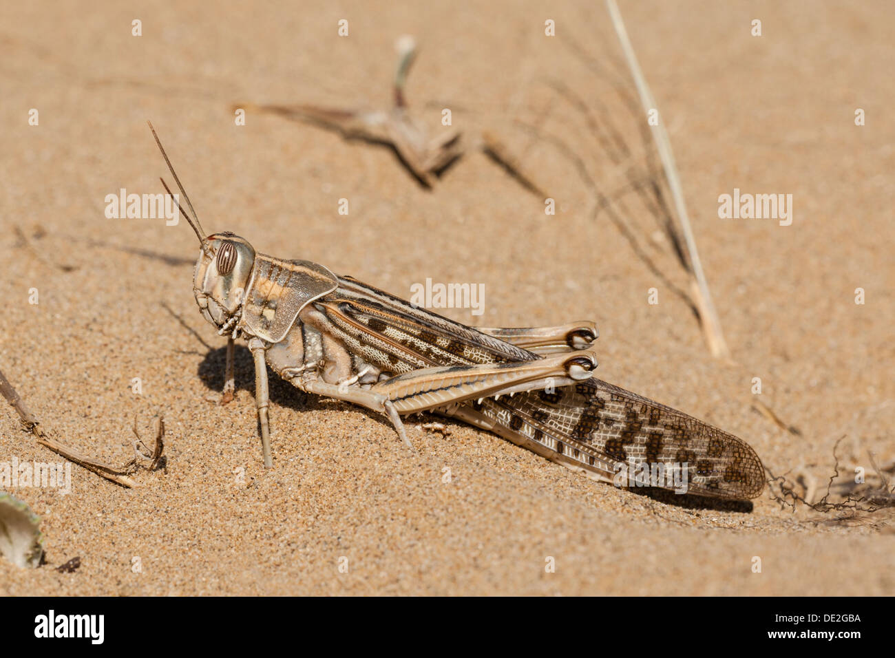An Egyptian Grasshopper (Anacridium aegyptum) sat on sand Gundogdu ...