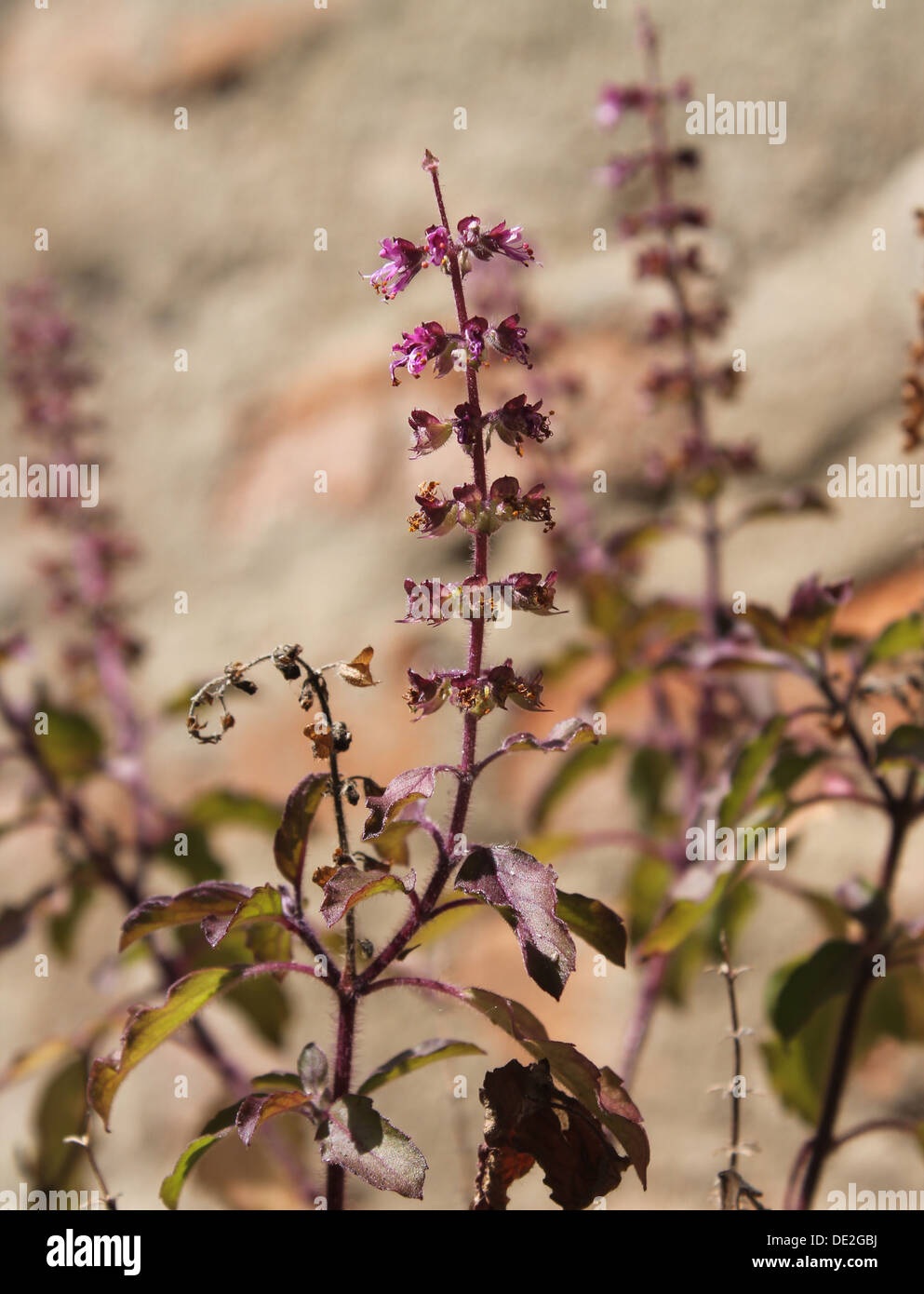 Krishna Tulasi plant Stock Photo - Alamy