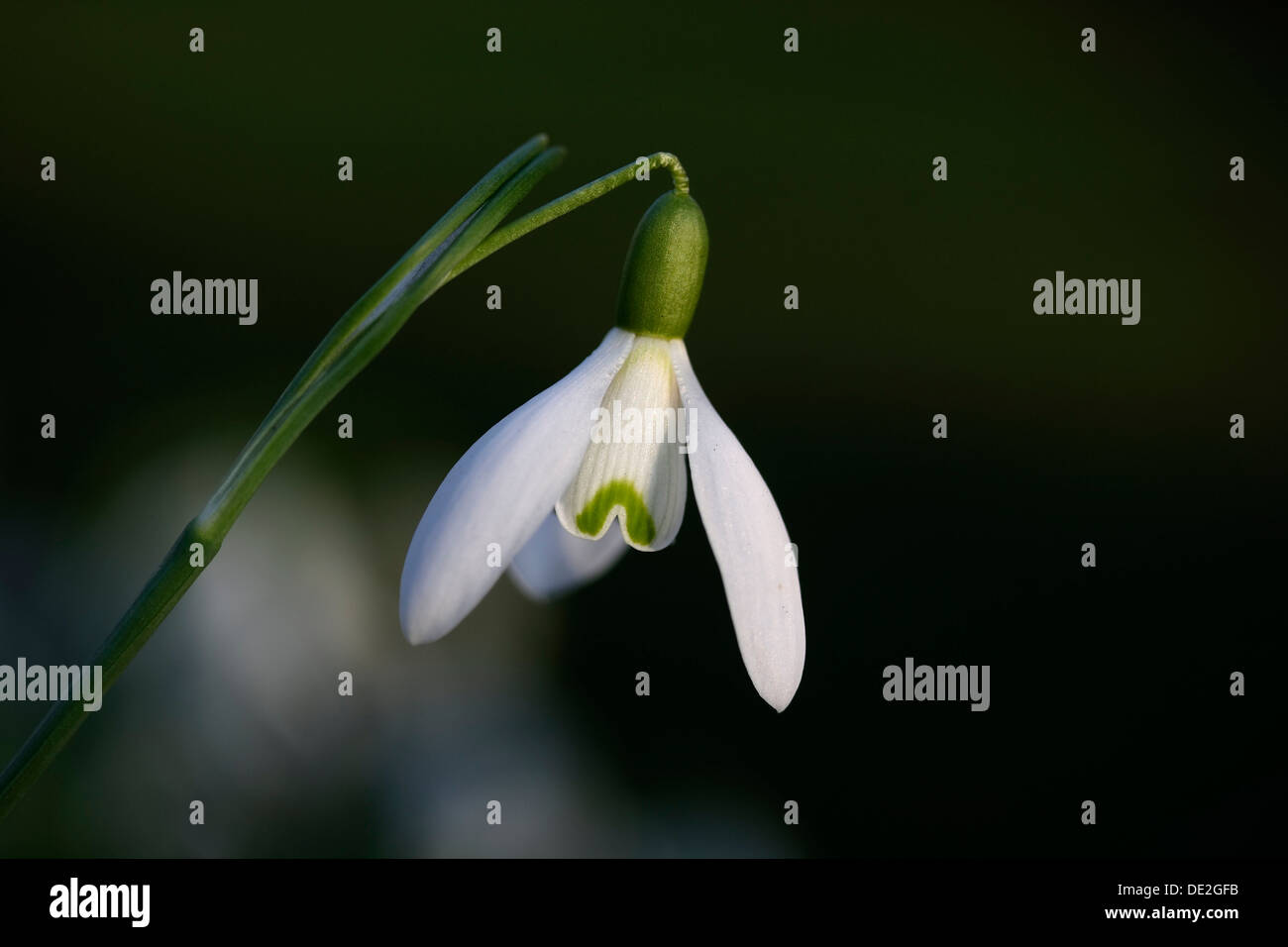 Types of snowdrop hi-res stock photography and images - Alamy