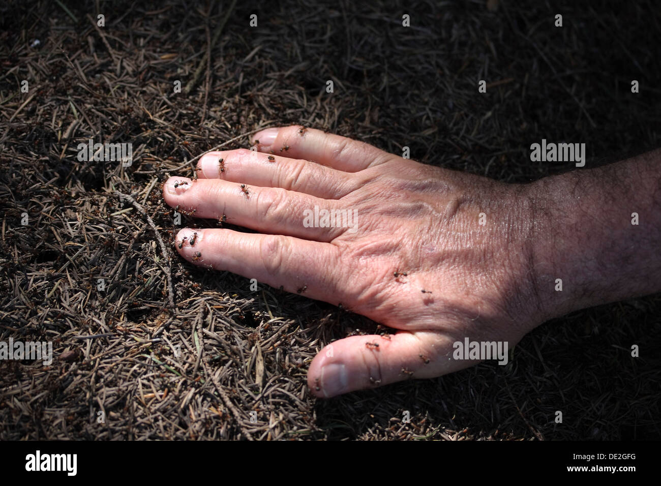 Anthill closeup hi-res stock photography and images - Alamy
