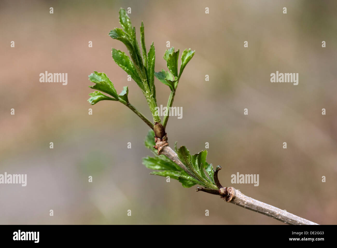 Photo shoot of leaf hi-res stock photography and images - Alamy
