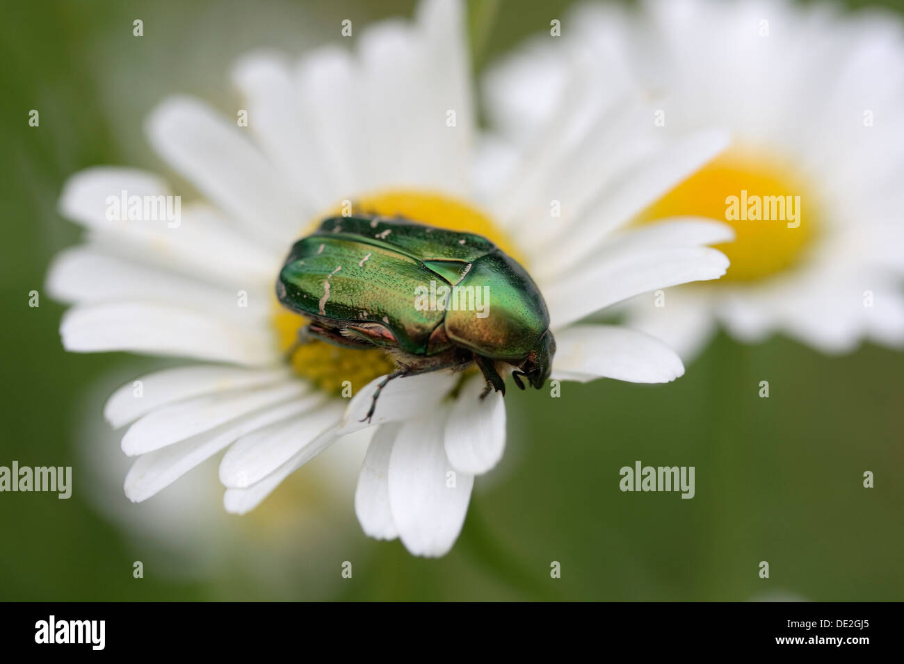 Green rose chafer (Cetonia aurata Stock Photo - Alamy