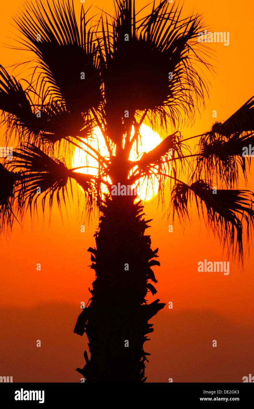Sun behind palm tree hi-res stock photography and images - Alamy