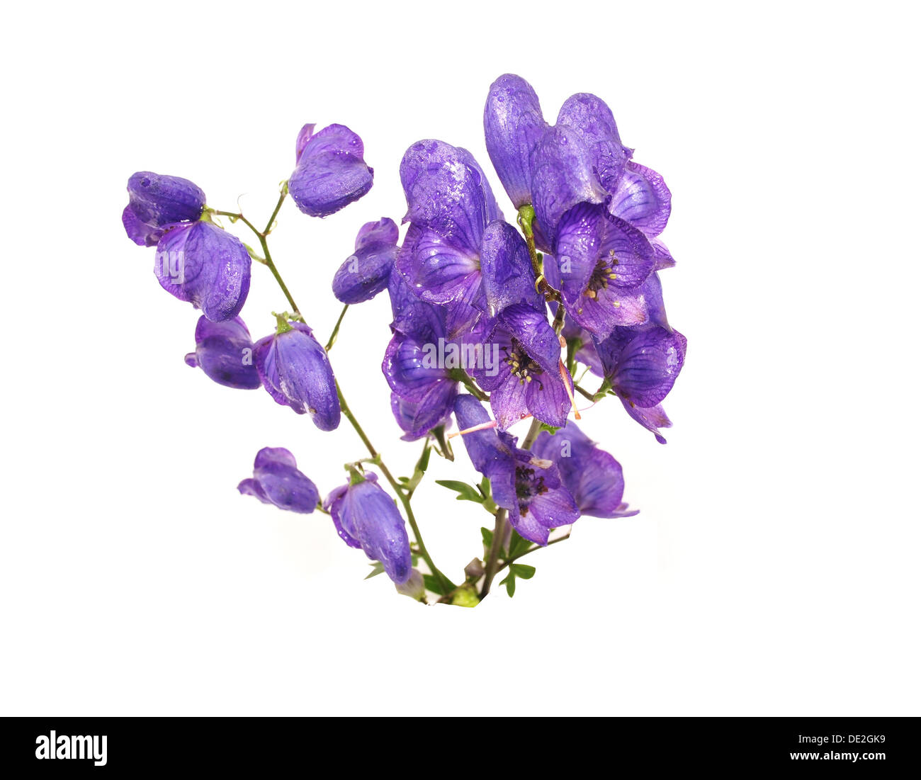 Aconitum napellus on a white background Stock Photo - Alamy
