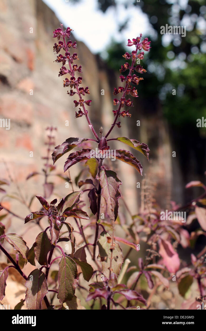 Krishna tulsi hi-res stock photography and images - Alamy