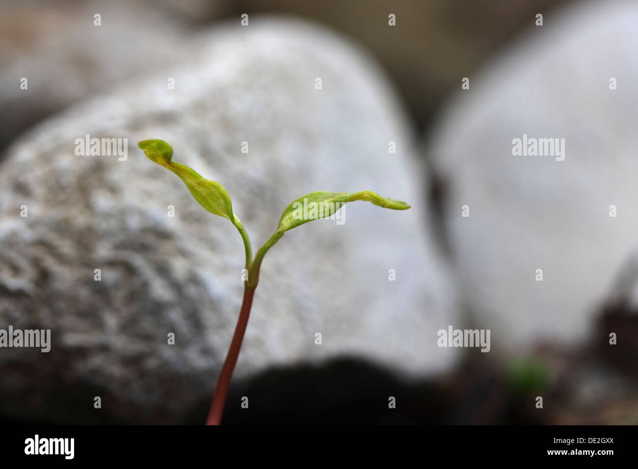Sapling during hi-res stock photography and images - Alamy