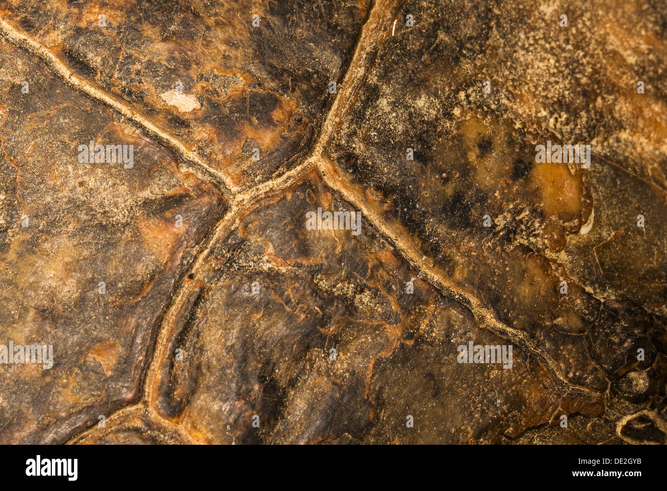 Greek tortoise hi-res stock photography and images - Alamy