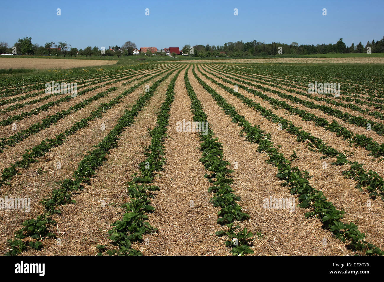Sowed hi-res stock photography and images - Alamy