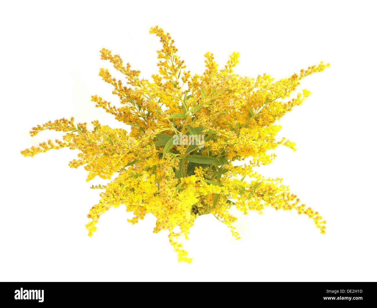 Blooming goldenrod plant isolated on white background Stock Photo - Alamy