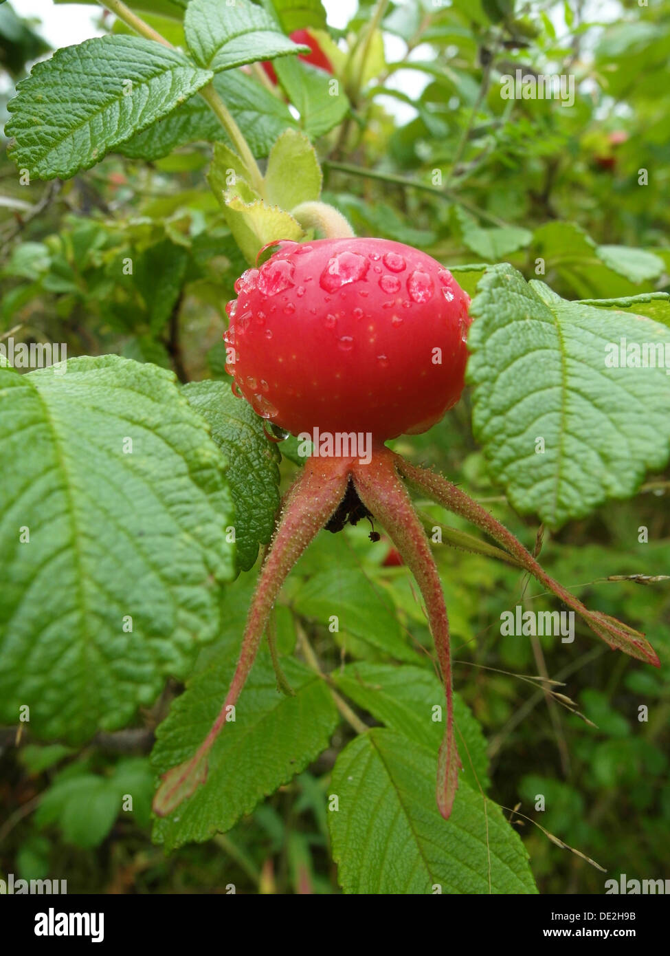 Ripe wild rose hi-res stock photography and images - Alamy