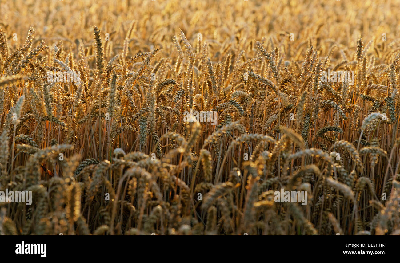 Ripe field crops hi-res stock photography and images - Alamy