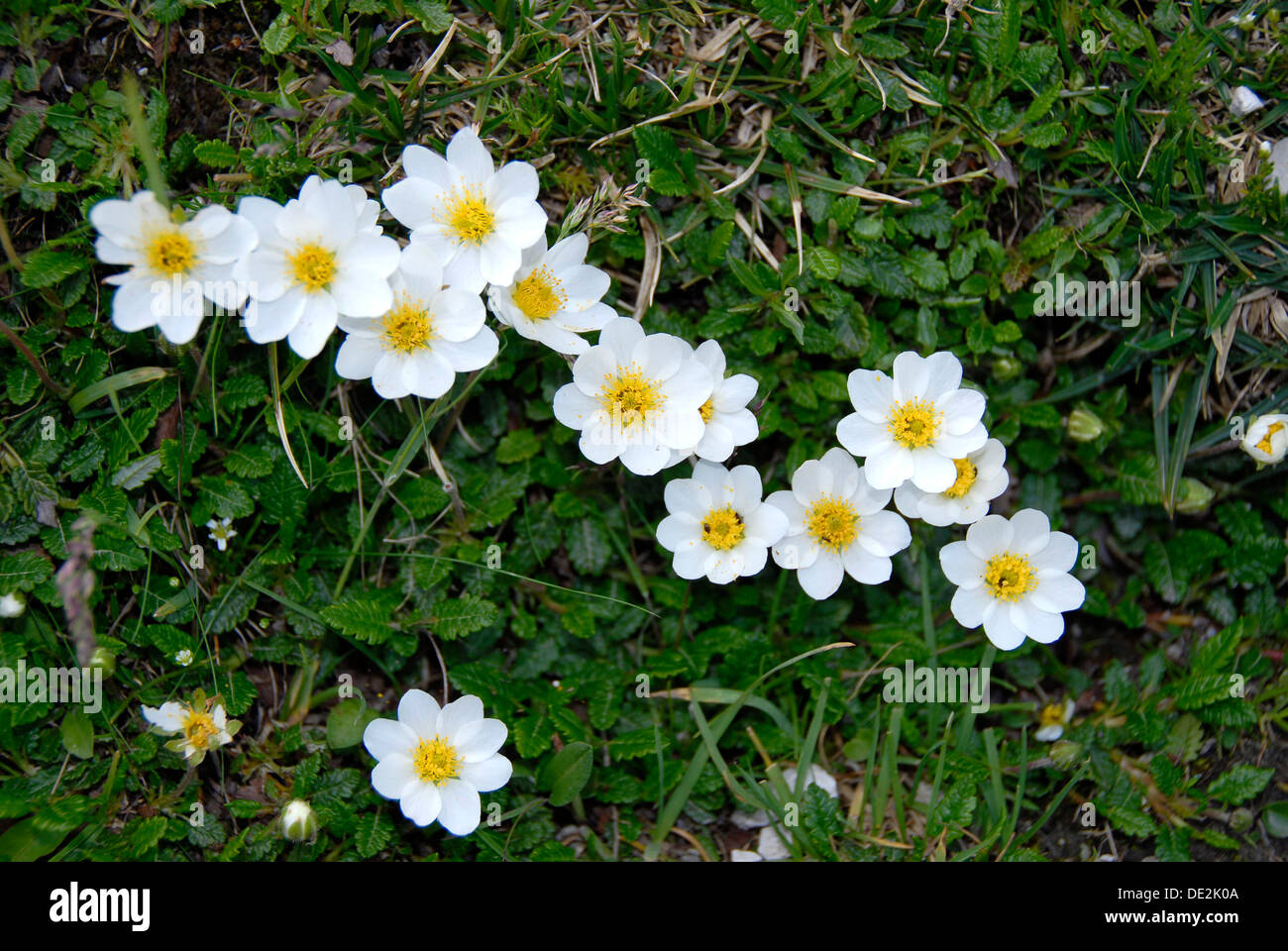 Mountain avens, white dryas, and white dryad (Dryas octopetala), Mt ...