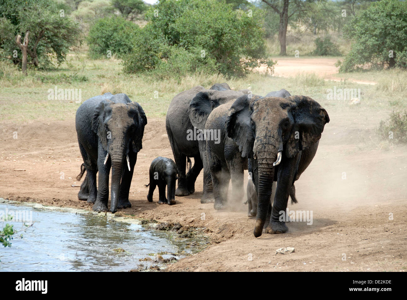 African Bush Elephants (Loxodonta africana), small herd of elephants ...