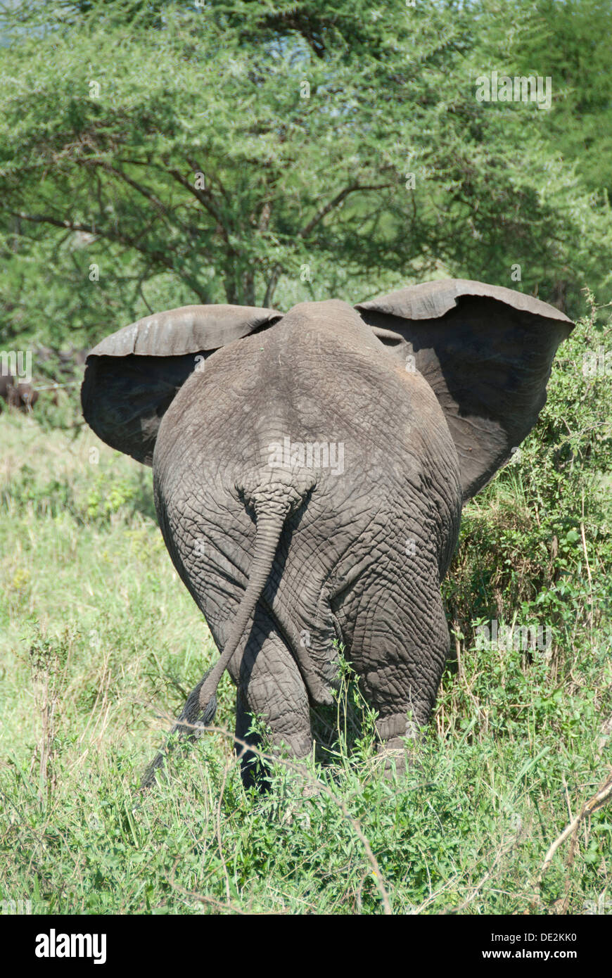 Elephant tails hi-res stock photography and images - Alamy