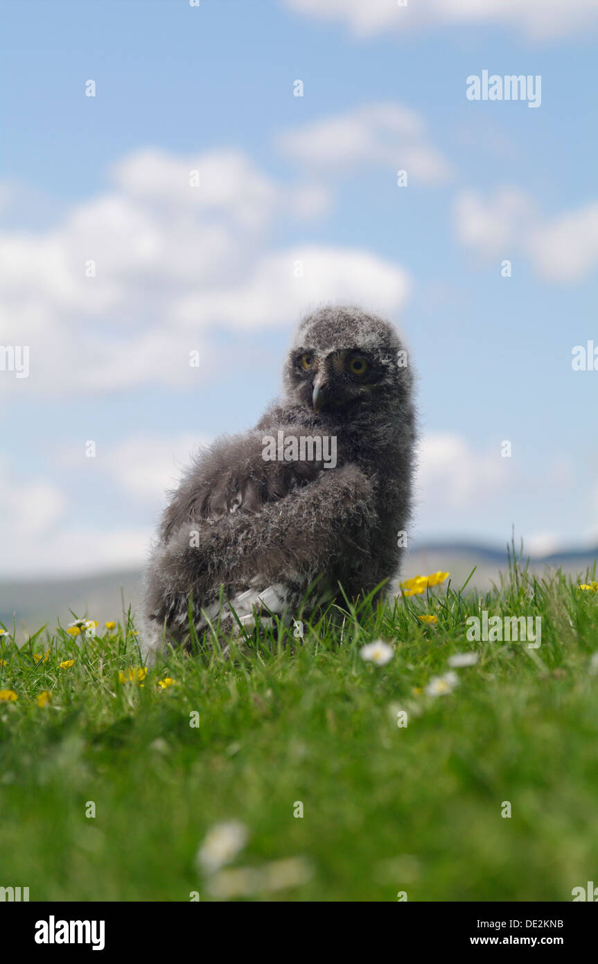 Snowy owl chicks hi-res stock photography and images - Alamy