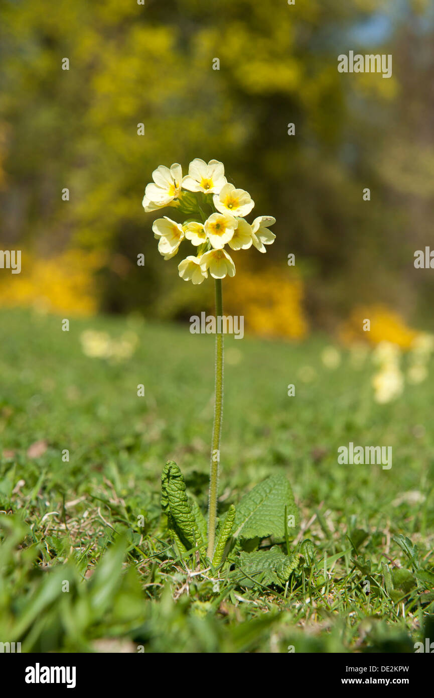 True oxlip (Primula elatior), meadow, Nymphenburg Palace Park, Munich ...