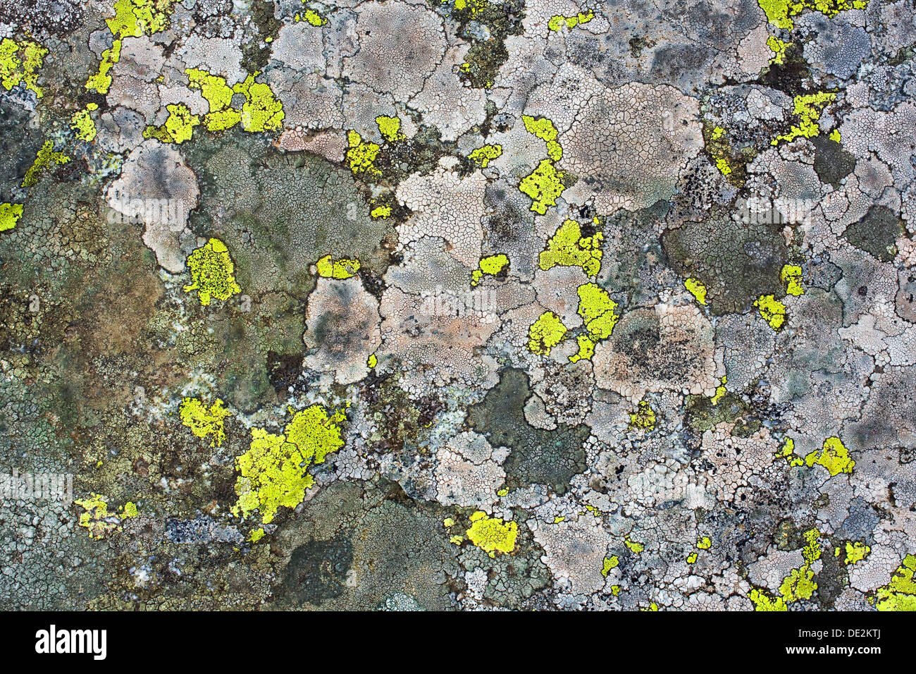 lichens as background Stock Photo - Alamy