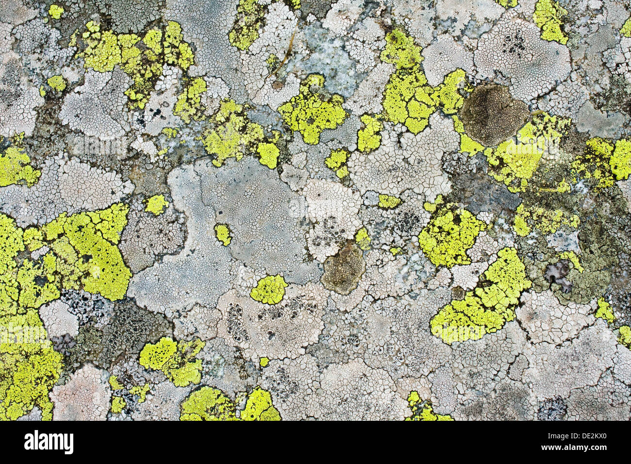 Colorful spots of lichen hi-res stock photography and images - Alamy