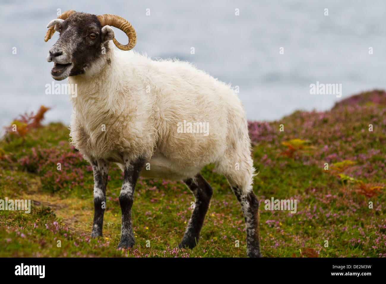 A lone sheep on the Isle of Harris, Scotland Stock Photo - Alamy