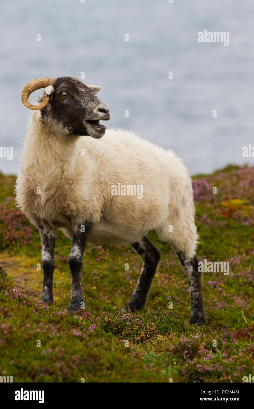 A lone sheep on the Isle of Harris, Scotland Stock Photo - Alamy
