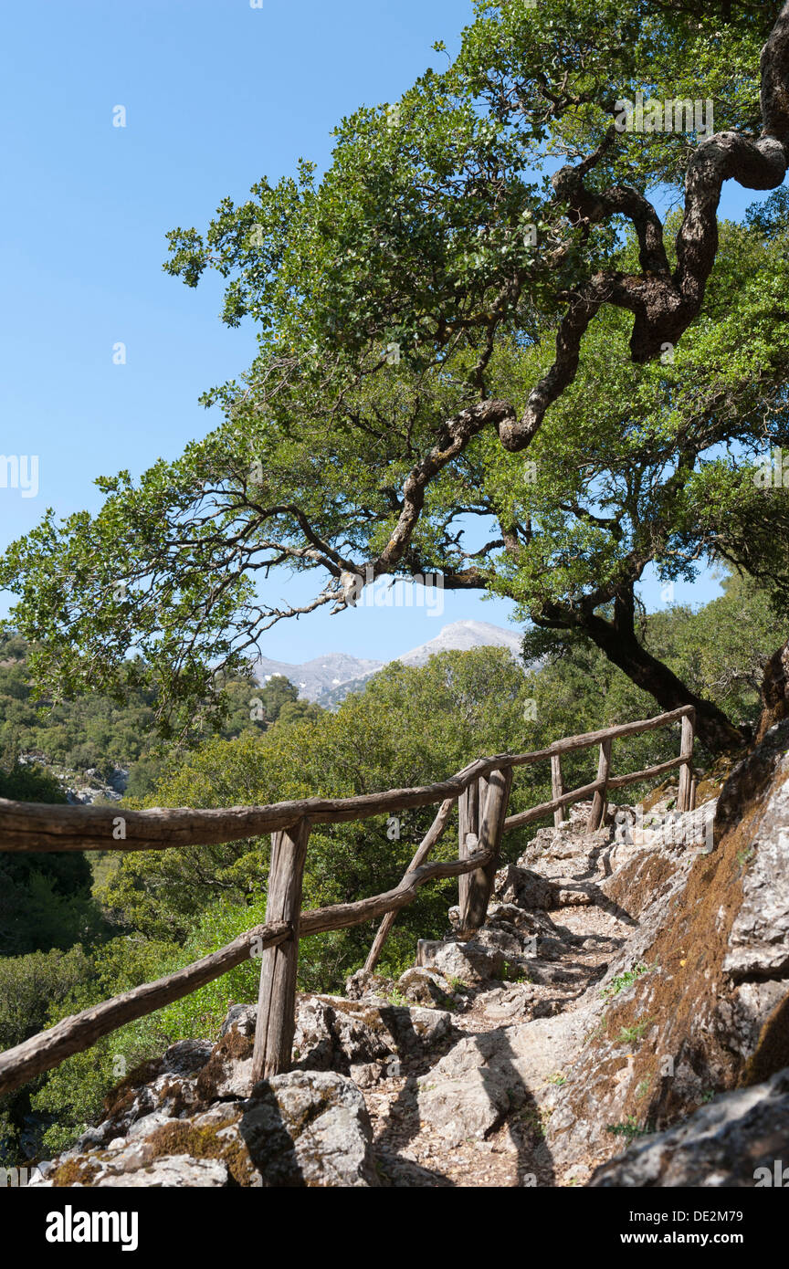 Hiking trail with a railing made of wood, Holm oak (Quercus ilex ...