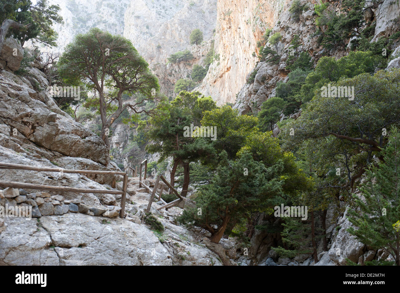 Hiking trail with a railing made of wood, scattered trees, Holm oaks ...