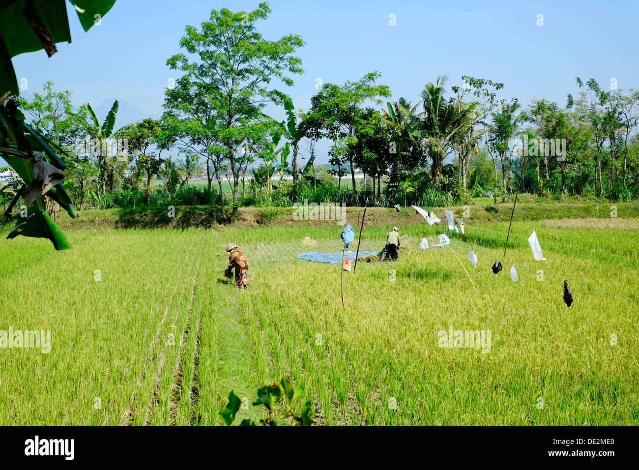 Java indonesia rice paddies hi-res stock photography and images - Alamy