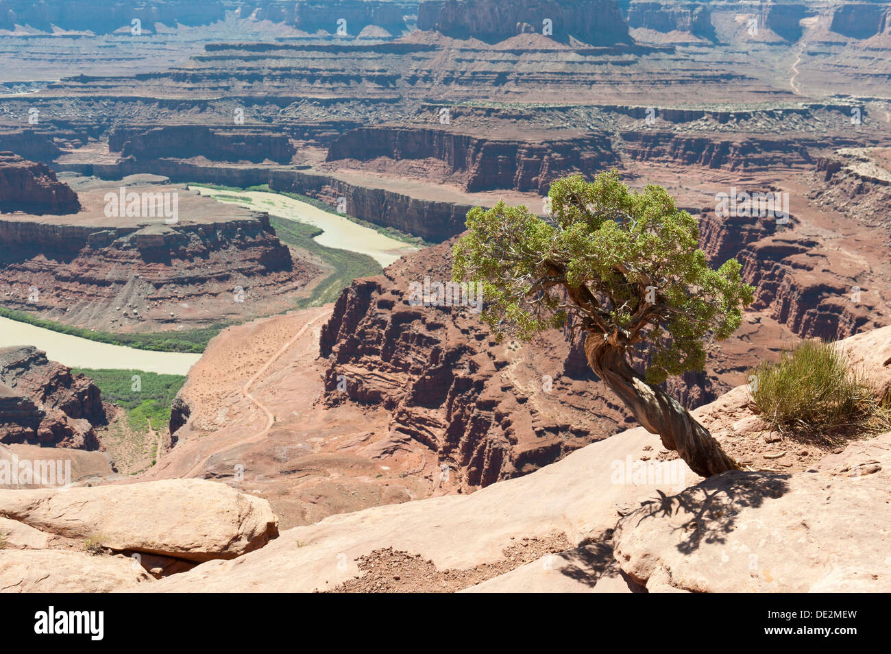 Utah juniper (Juniperus osteosperma), eroded landscape, canyons, red ...