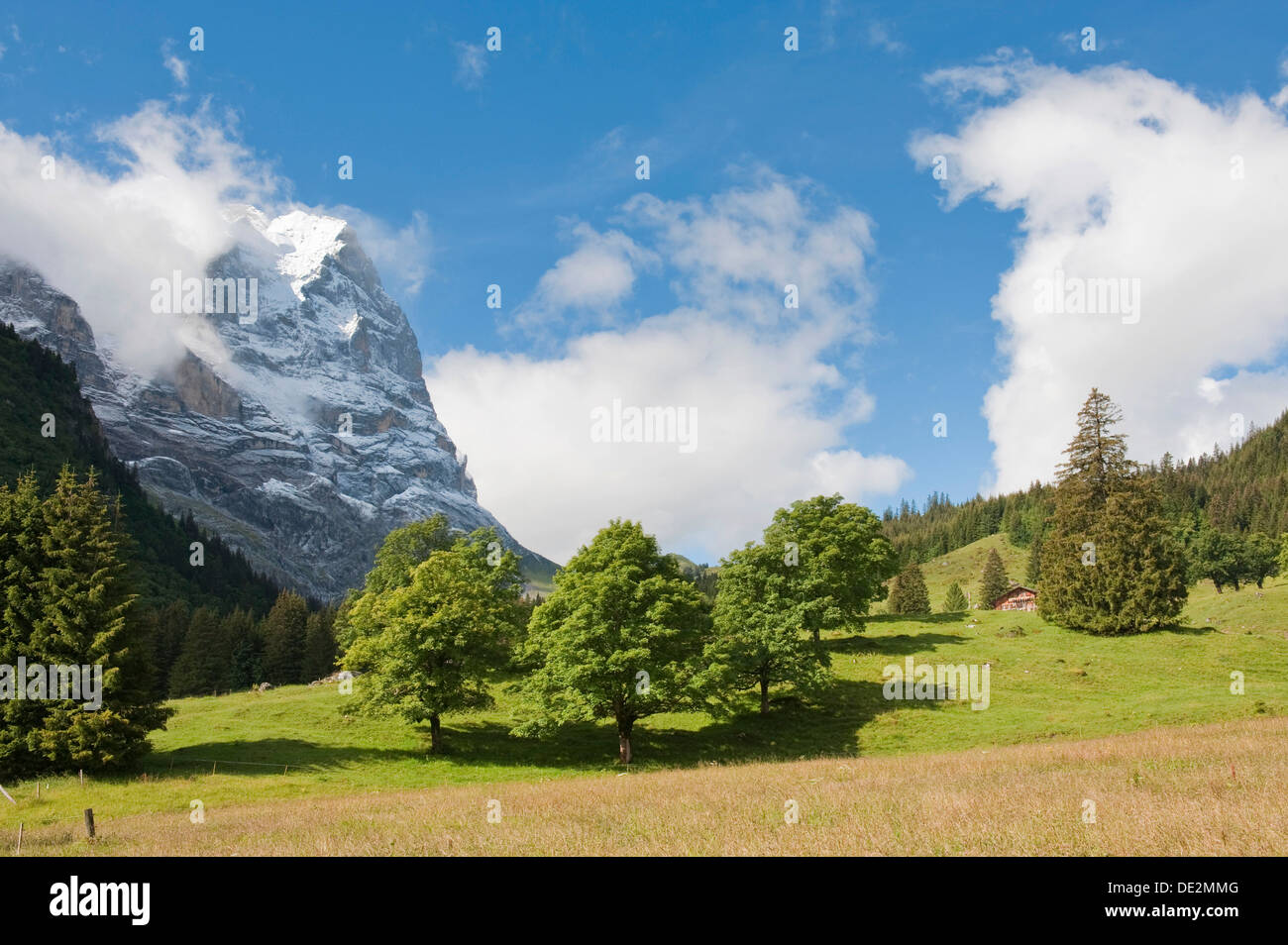 Scattered Trees High Resolution Stock Photography and Images - Alamy