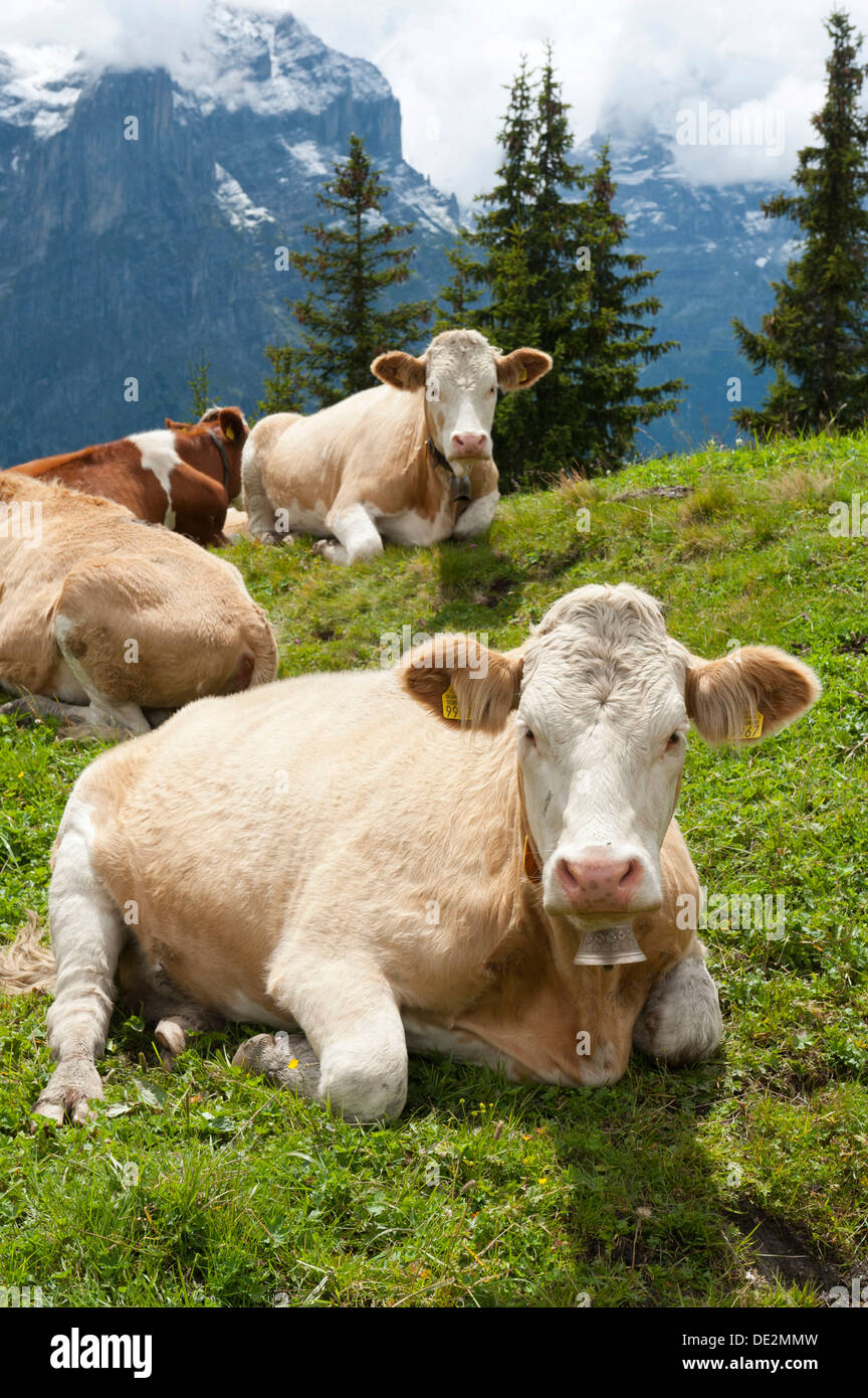 Ruminating cow hi-res stock photography and images - Alamy