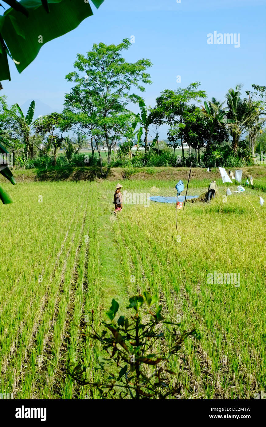 Java indonesia rice paddies hi-res stock photography and images - Alamy
