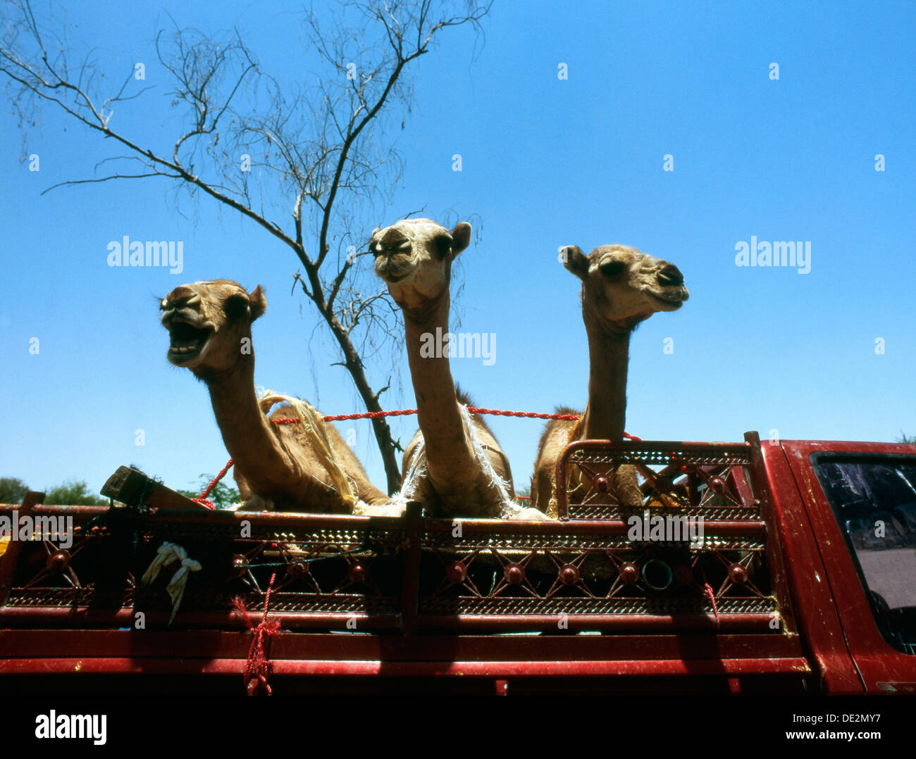 Camel in a pickup truck hi-res stock photography and images - Alamy
