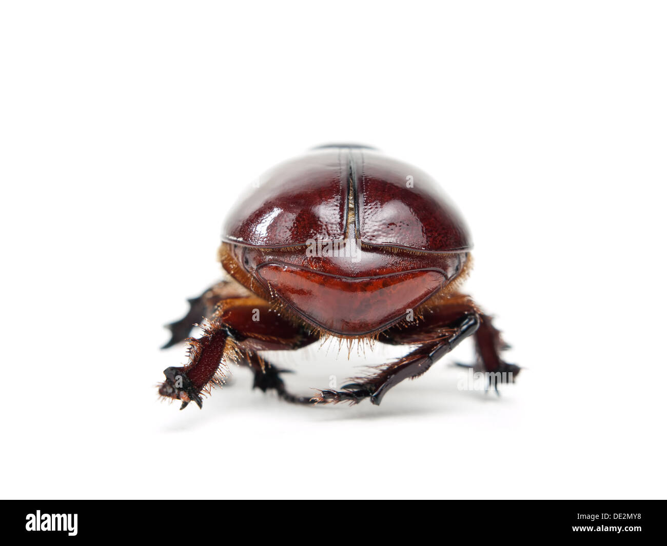 Macro back view of the Scarab Horn beetle on a white background Stock ...