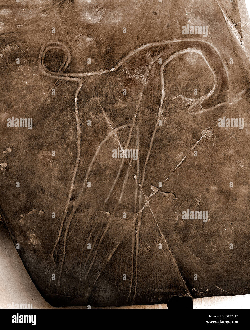 Bubalus period hi-res stock photography and images - Alamy