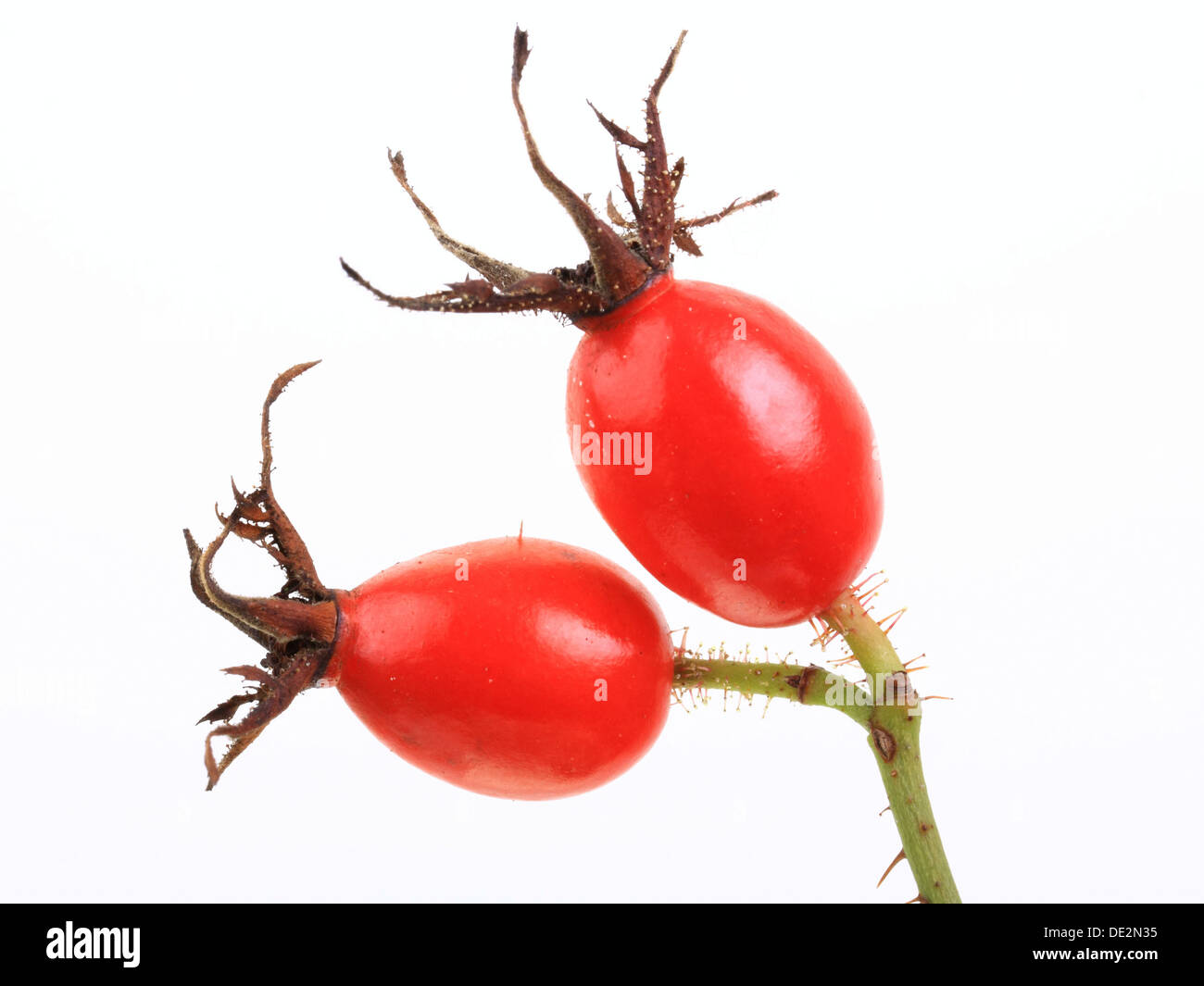 Dog rose, rosehip (Rosa canina), fruit Stock Photo - Alamy