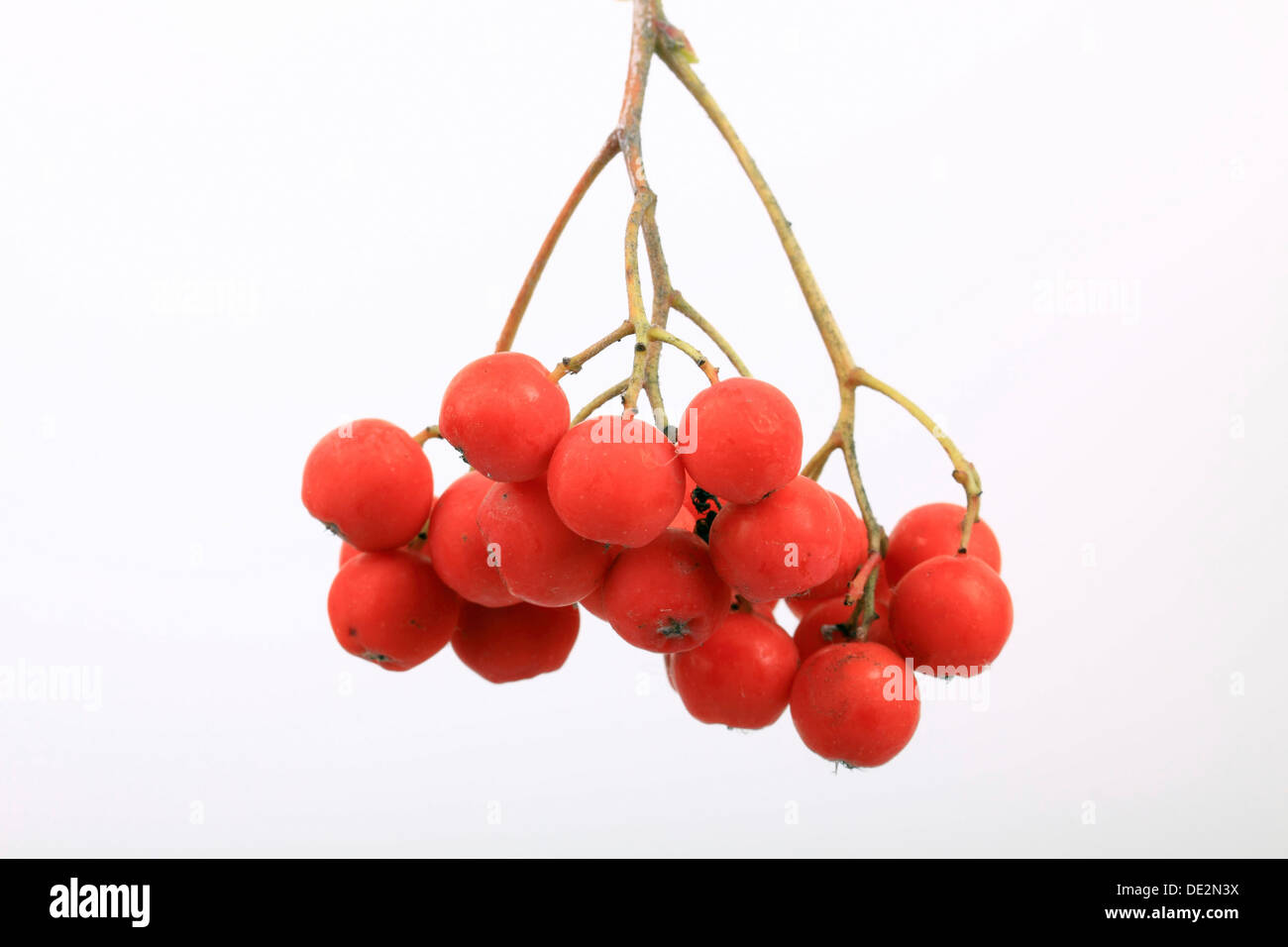 Rowan, European rowan, mountain-ash (Sorbus aucuparia), fruit Stock ...