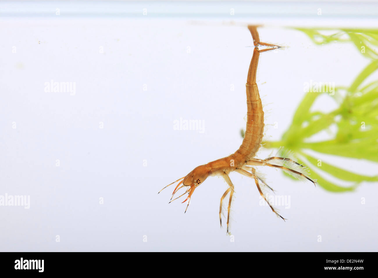 Larva of a Great Diving Beetle (Dytiscus marginalis Stock Photo - Alamy