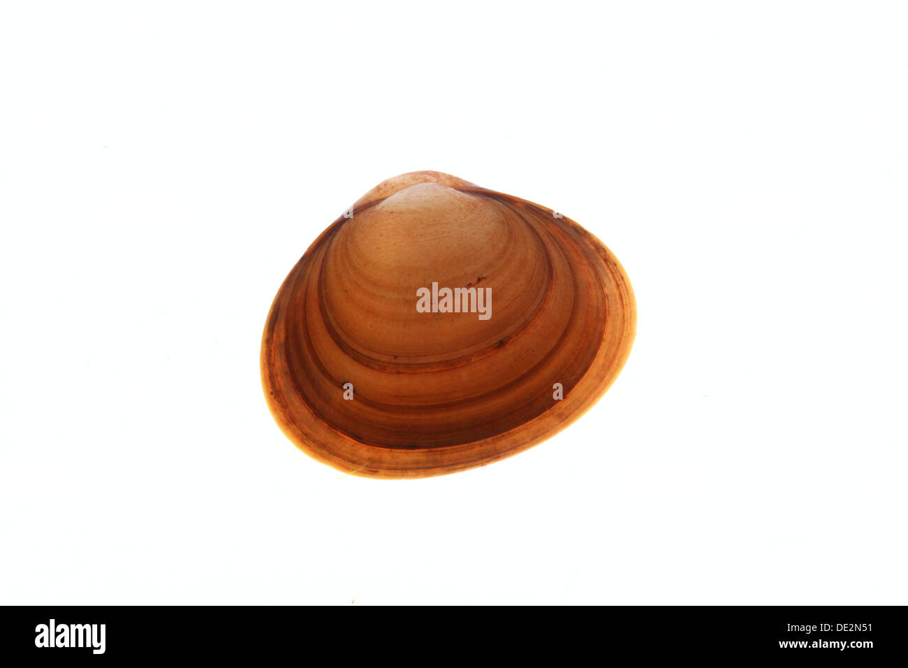 Pisidium amnicum Cut Out Stock Images & Pictures - Alamy