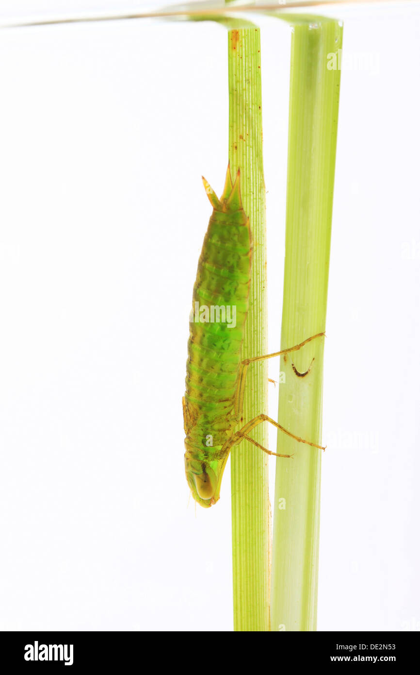 Larva of a dragonfly, Emperor Dragonfly (Anax imperator Stock Photo - Alamy