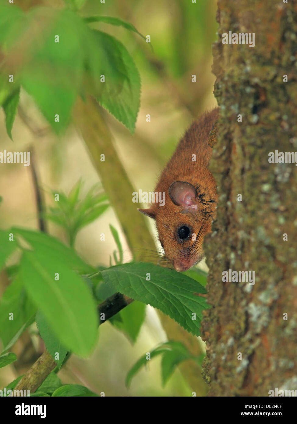 Fat dormouse hi-res stock photography and images - Alamy