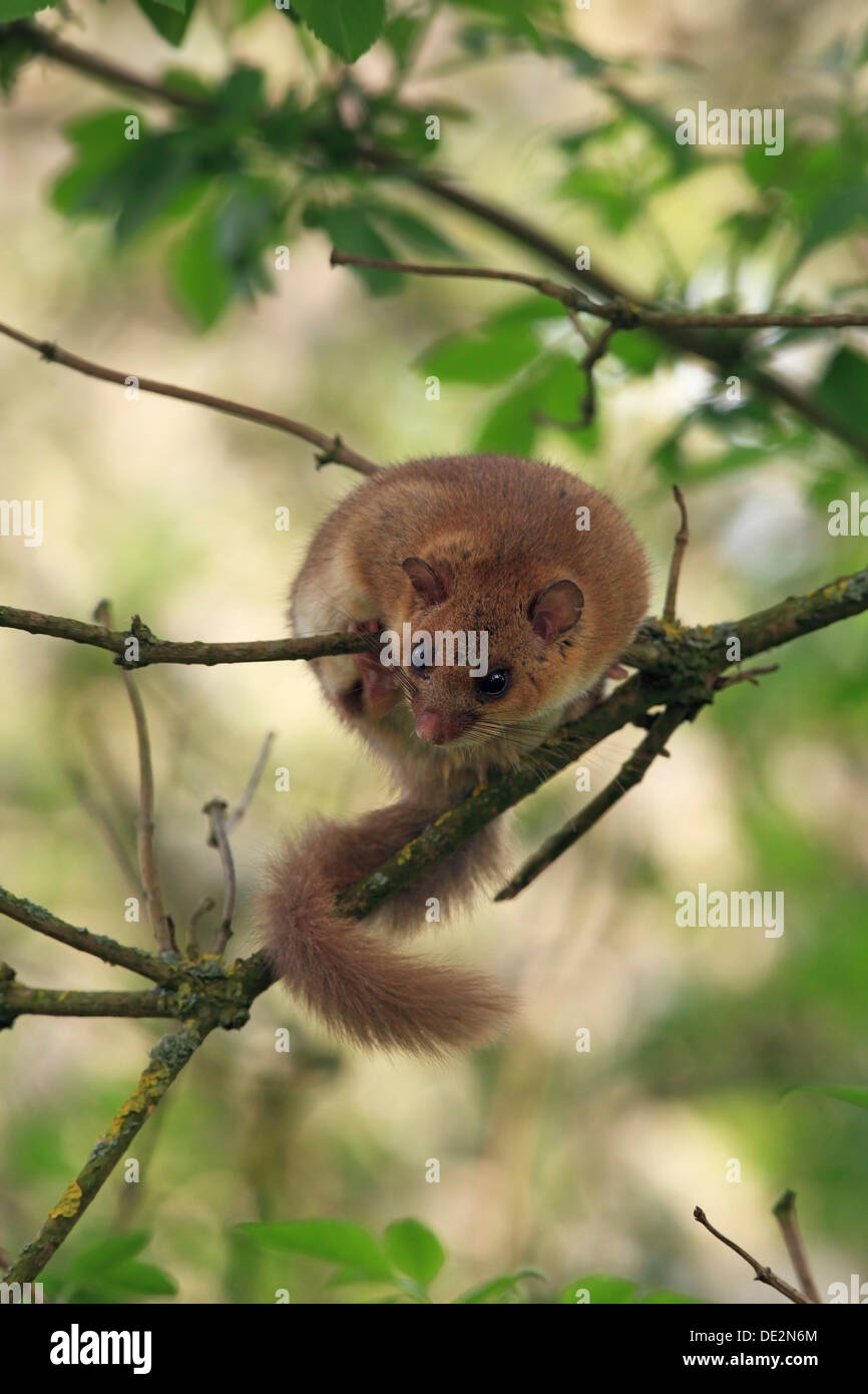 Glis glis hi-res stock photography and images - Alamy