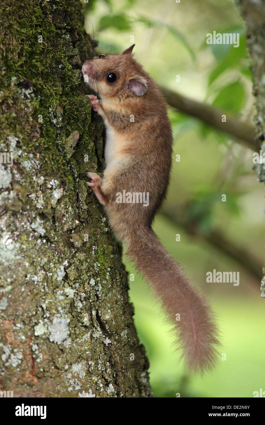 Edible dormouse or fat dormouse (Glis glis) clinging to a tree trunk ...
