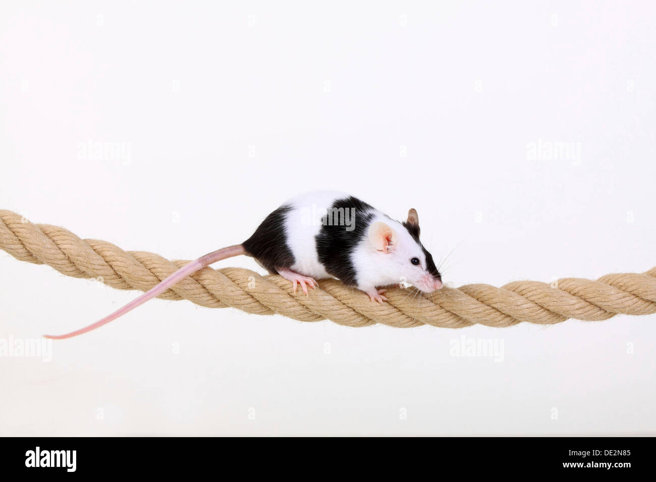 Fancy Mouse balancing on a rope, a domesticated form of the House Mouse ...