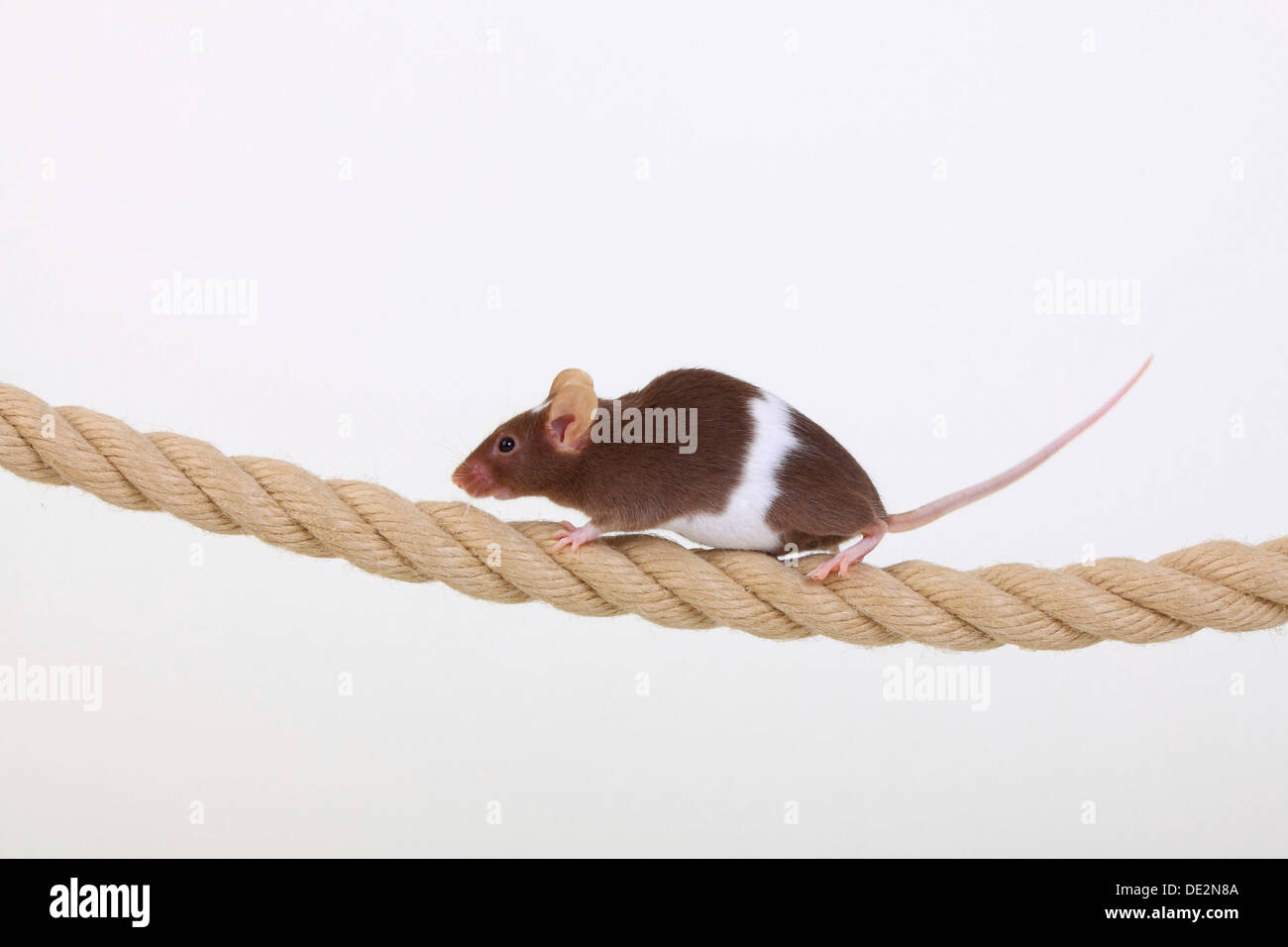 Fancy Mouse balancing on a rope, a domesticated form of the House Mouse ...