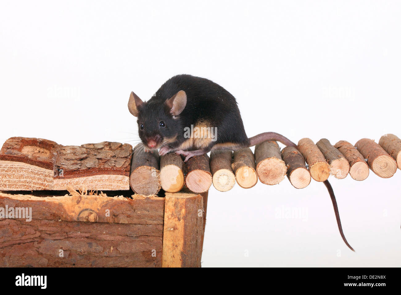 Fancy Mouse sitting on a wooden bridge, a domesticated form of the ...