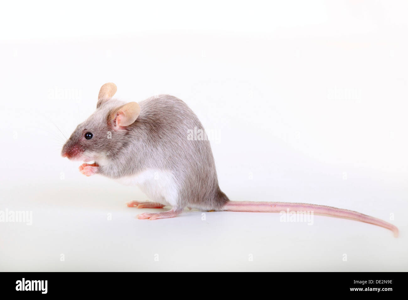 Fancy Mouse, a domesticated form of the House Mouse (Mus musculus Stock ...