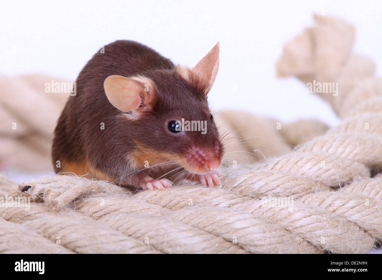 Fancy Mouse, a domesticated form of the House Mouse (Mus musculus Stock ...